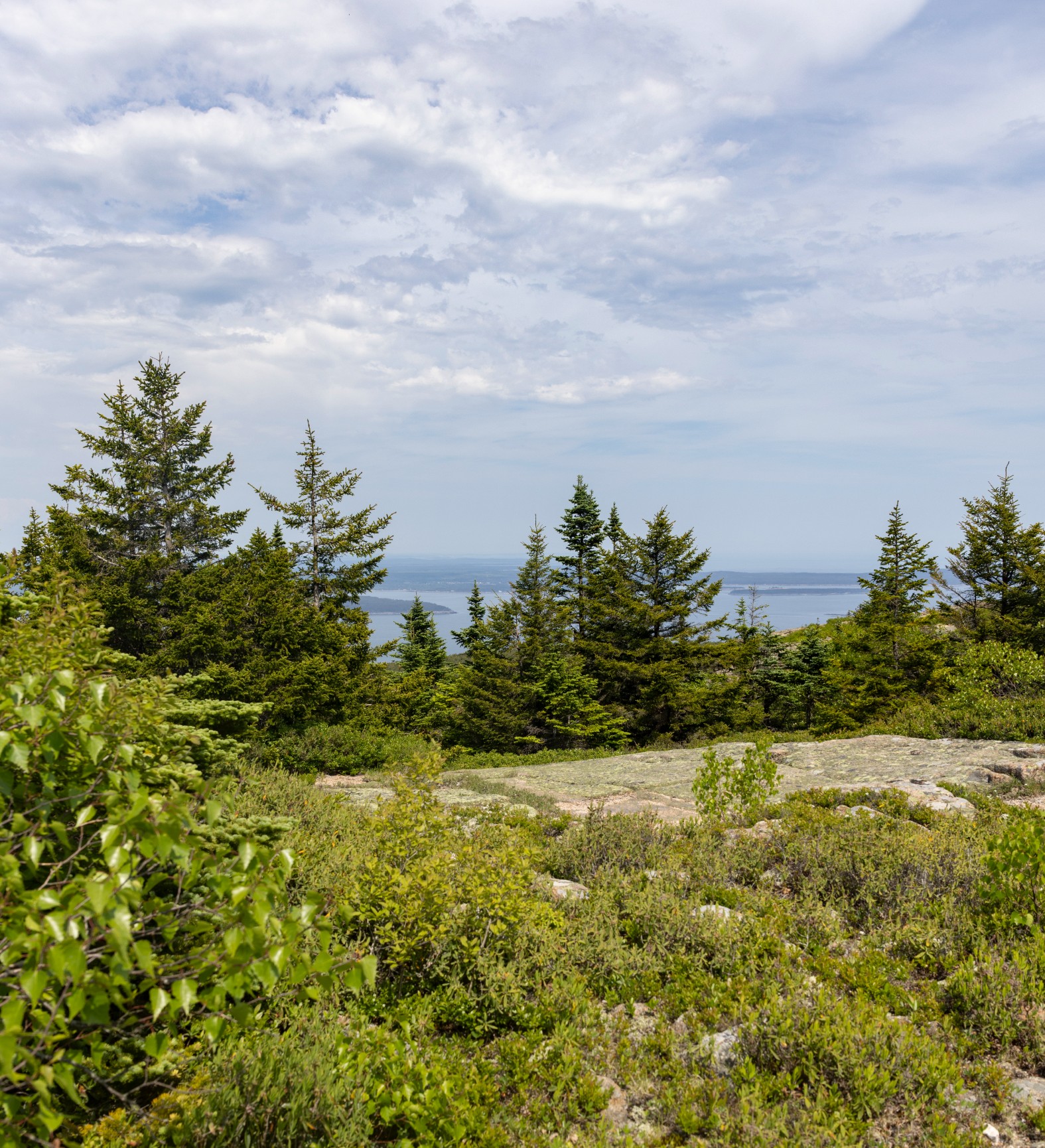 Which Cadillac Summit Plant are You? - Friends of Acadia