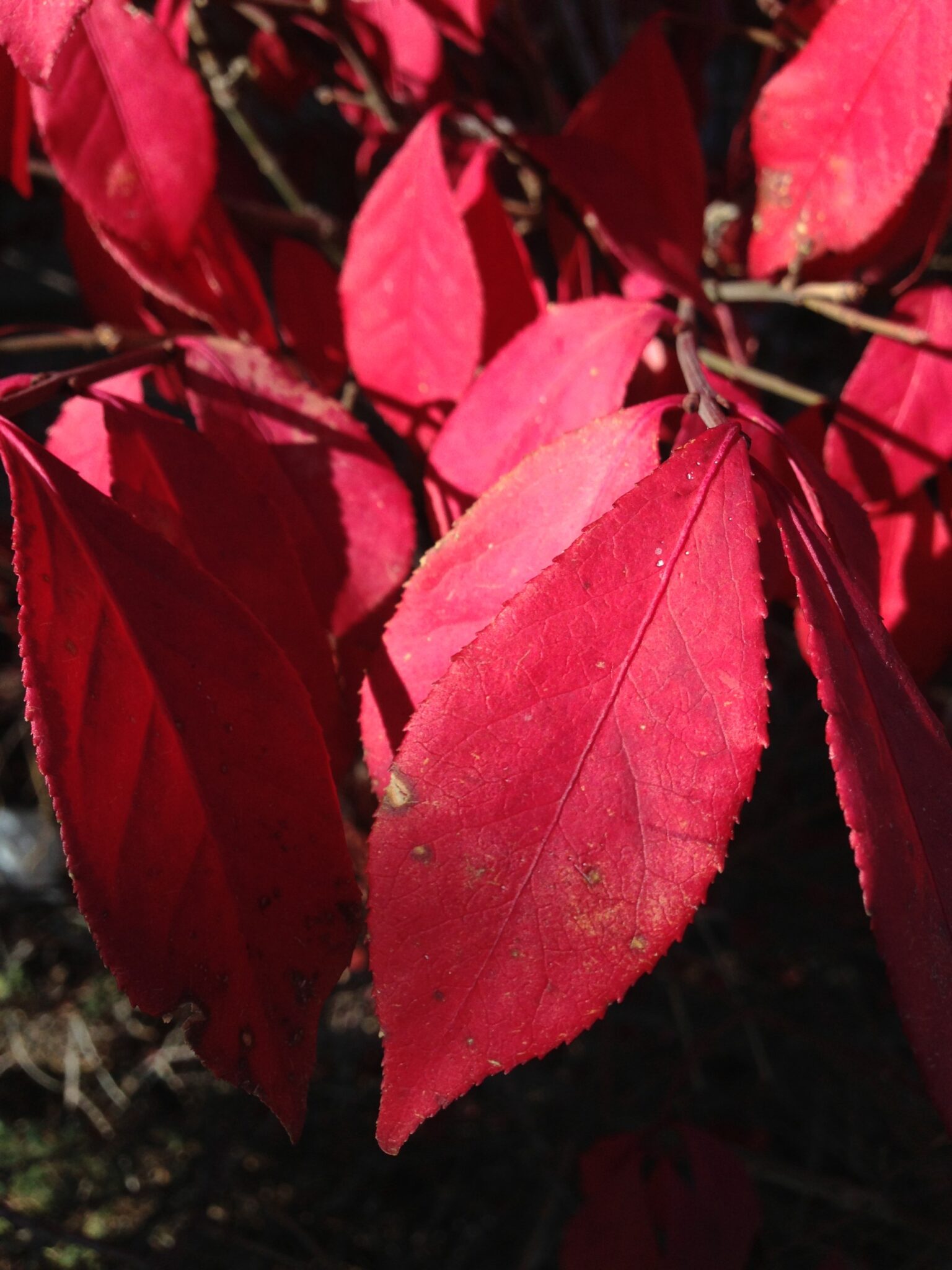 Burning bush/winged euonymus (Euonymus alatus) - Friends of Acadia