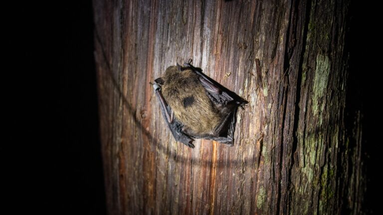 Wildlife Science in Acadia - Friends of Acadia