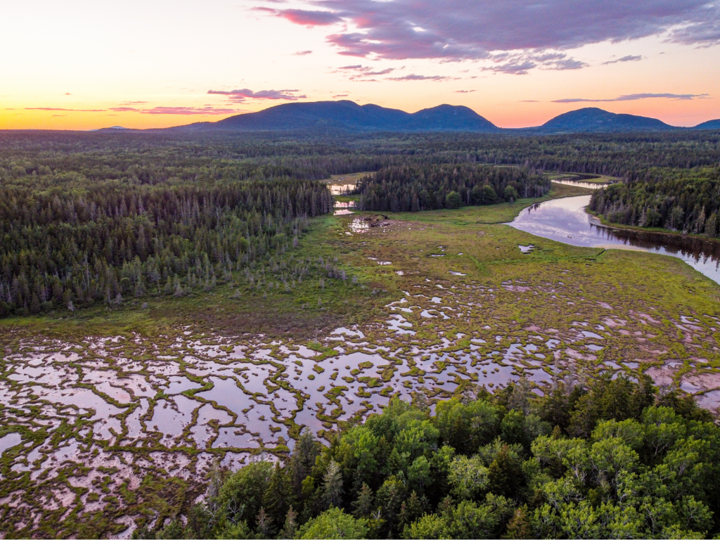 Climate-Smart Restoration Scales Up In Acadia - Friends of Acadia