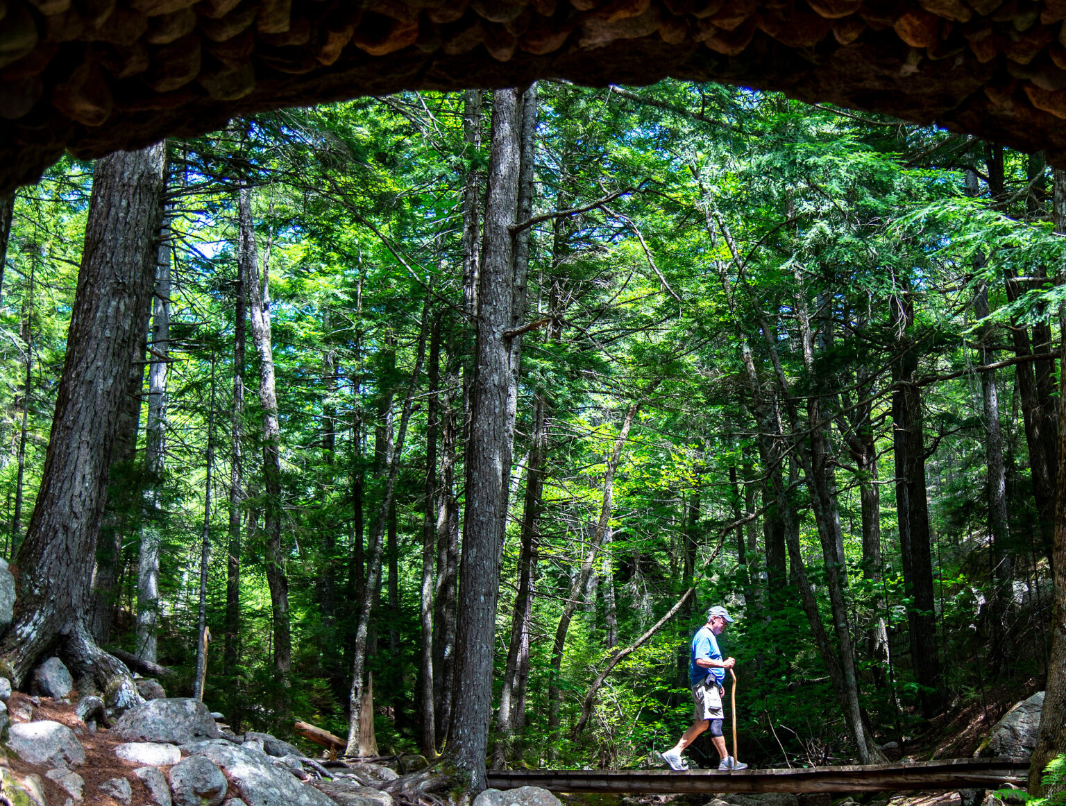 Tree-killing insects found at Cobblestone Bridge - Friends of Acadia