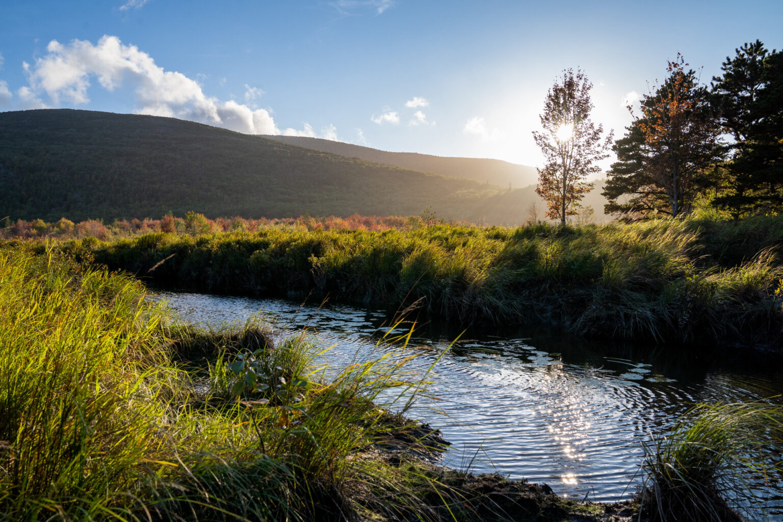Public Welcome to Comment on Restoration of Great Meadow - Friends of ...