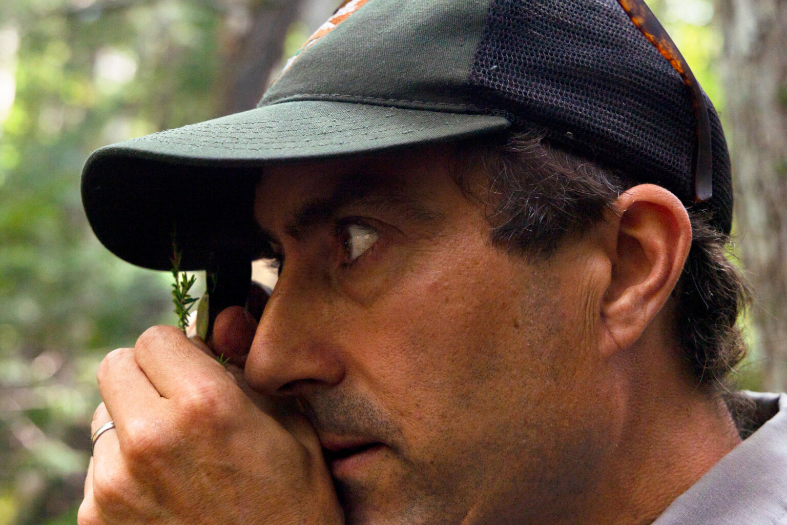 Hemlock woolly adelgids - Friends of Acadia