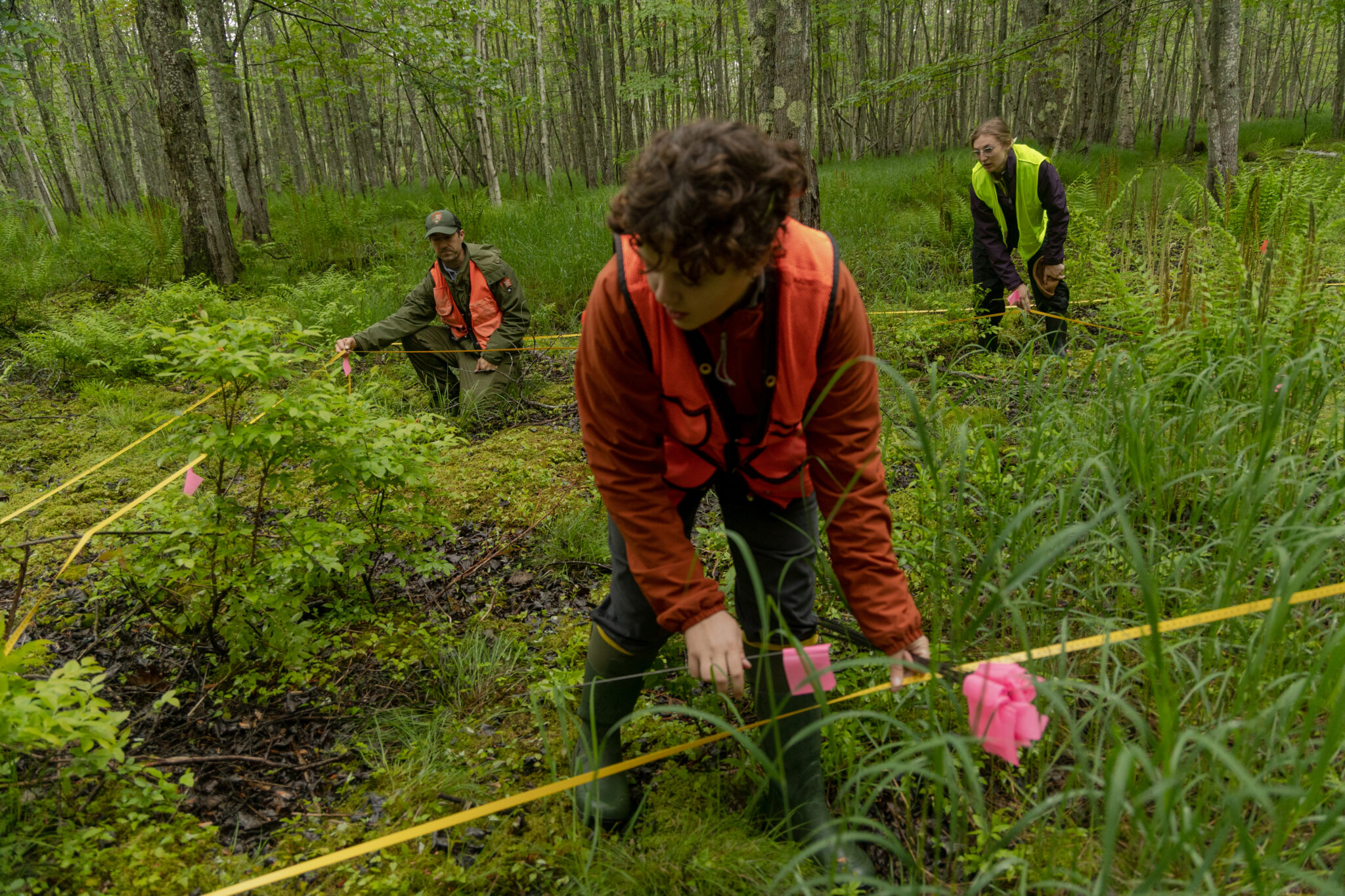 Climate-Smart Restoration Scales Up In Acadia - Friends of Acadia
