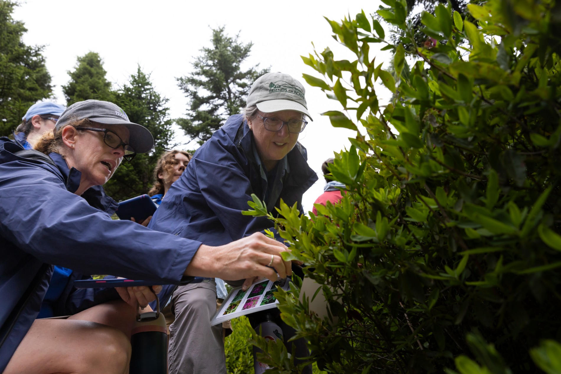 Friends of Acadia Encourages Educators to Apply for Summer Acadia ...