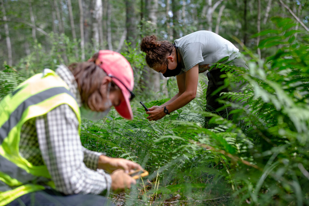 Invasive Plant Removal at Acadia National Park