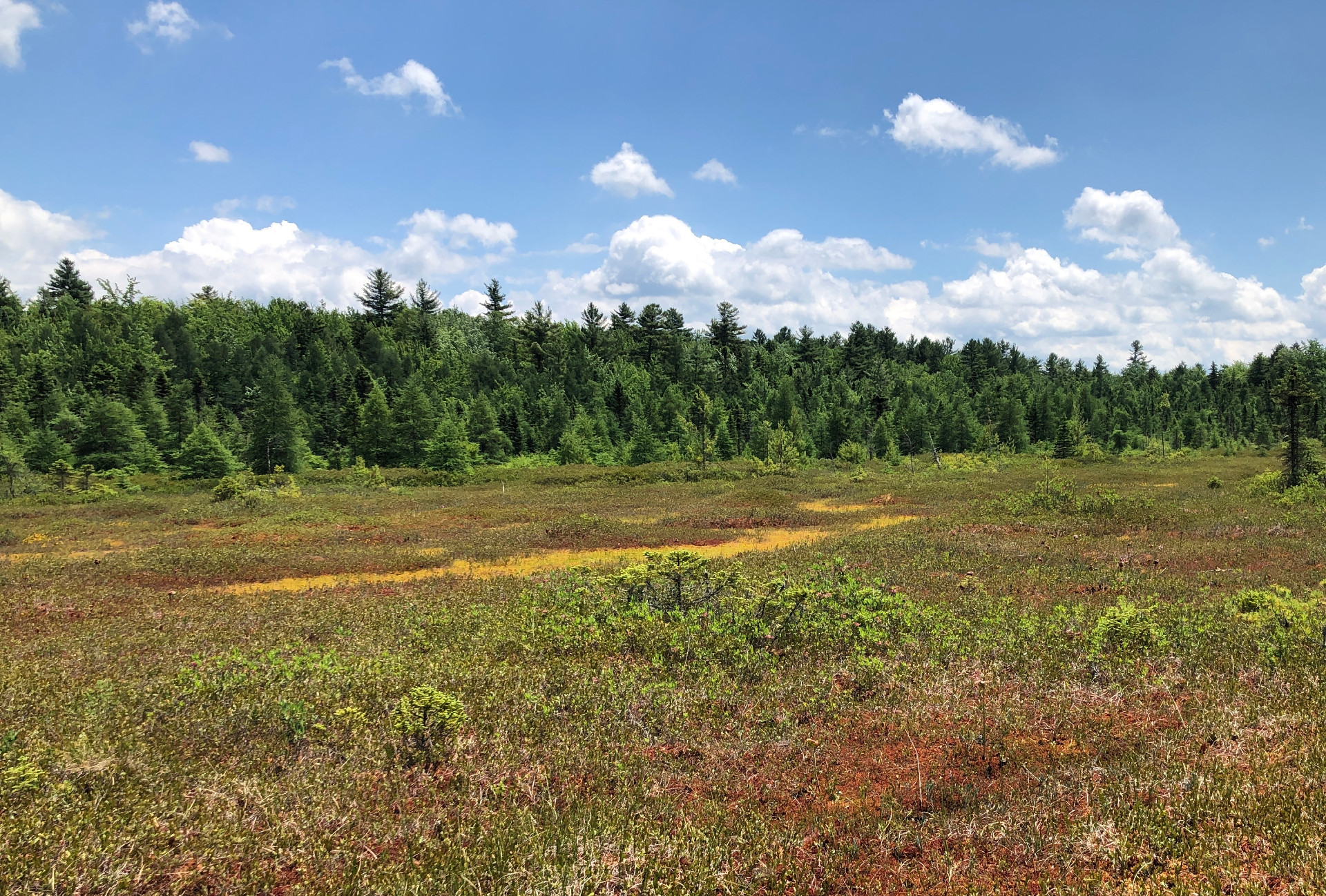 Wild Gardens of Acadia: The Bog - Friends of Acadia
