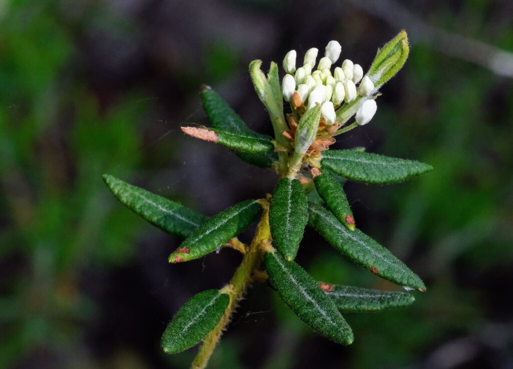 Wild Gardens of Acadia: The Bog - Friends of Acadia