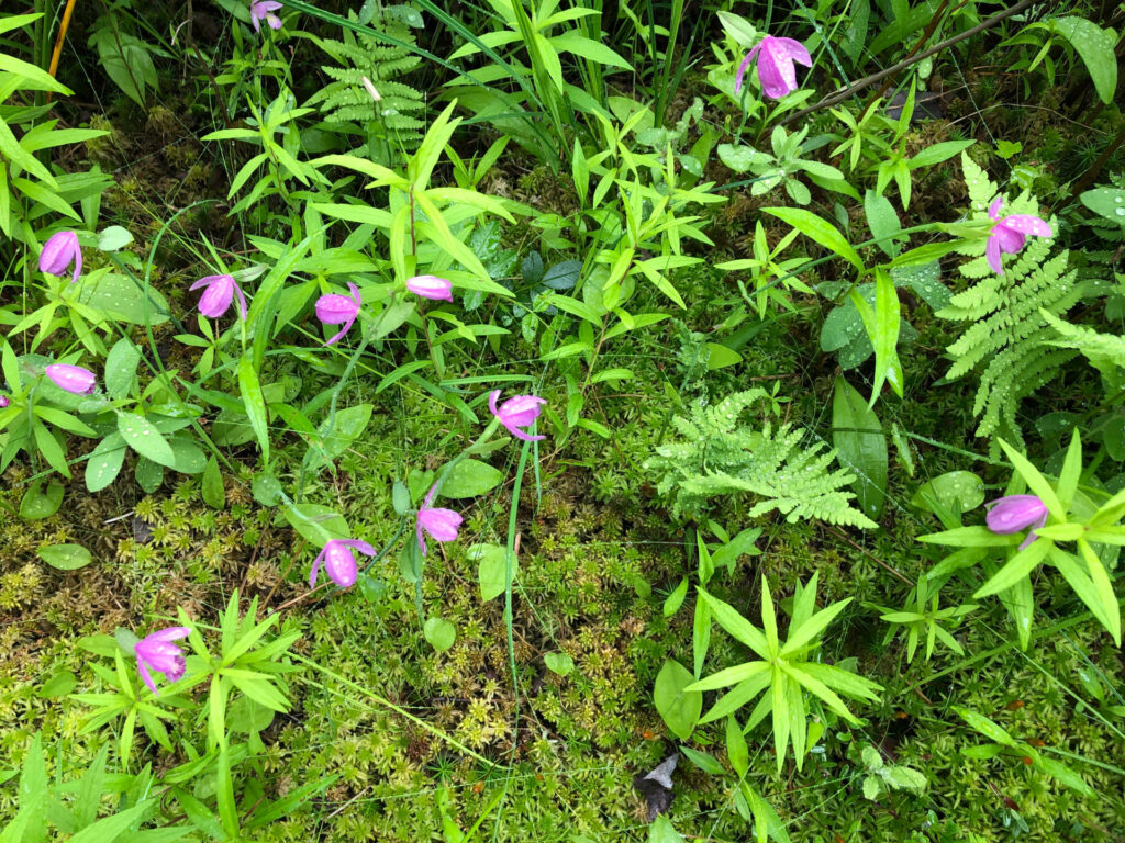 Wild Gardens of Acadia: The Bog - Friends of Acadia