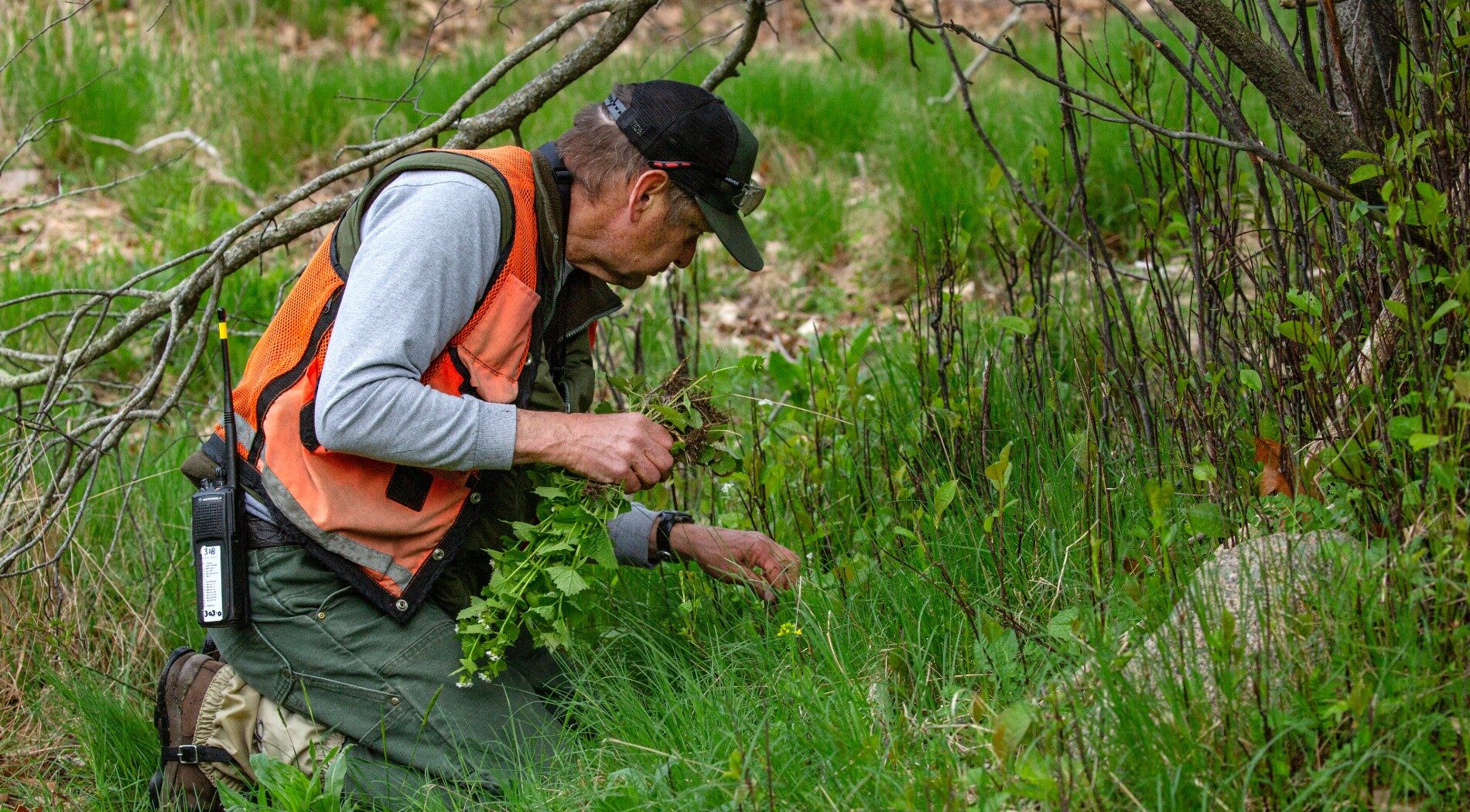 How To Remove Invasive Species - Friends of Acadia