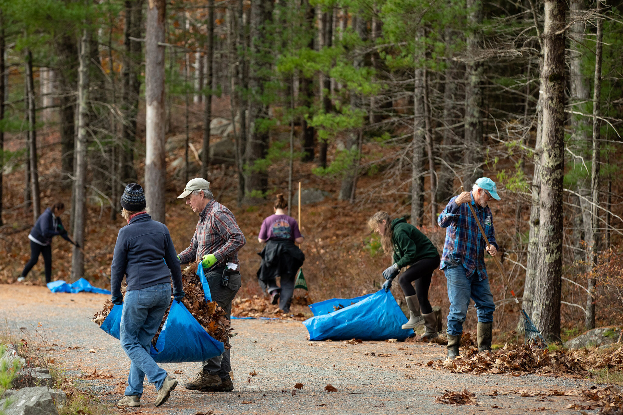 First Rake, Then Cake: Take Pride in Acadia Day - Friends of Acadia