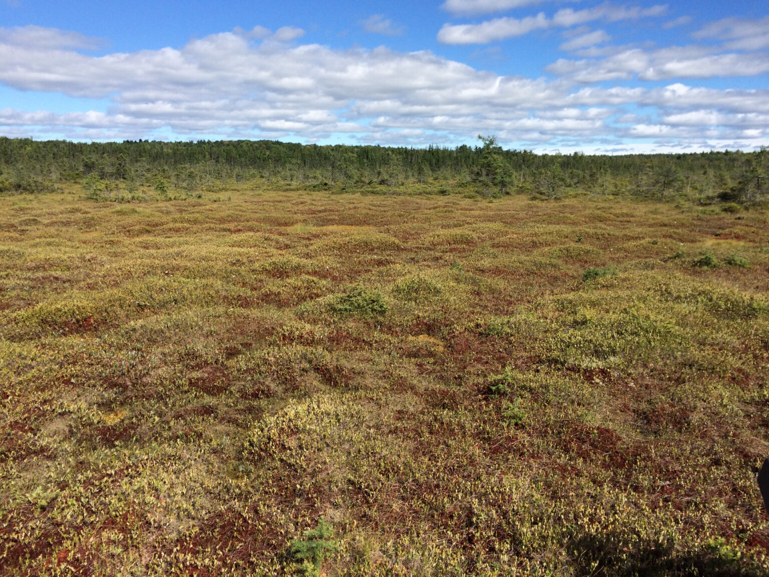 Wild Gardens of Acadia: The Bog - Friends of Acadia