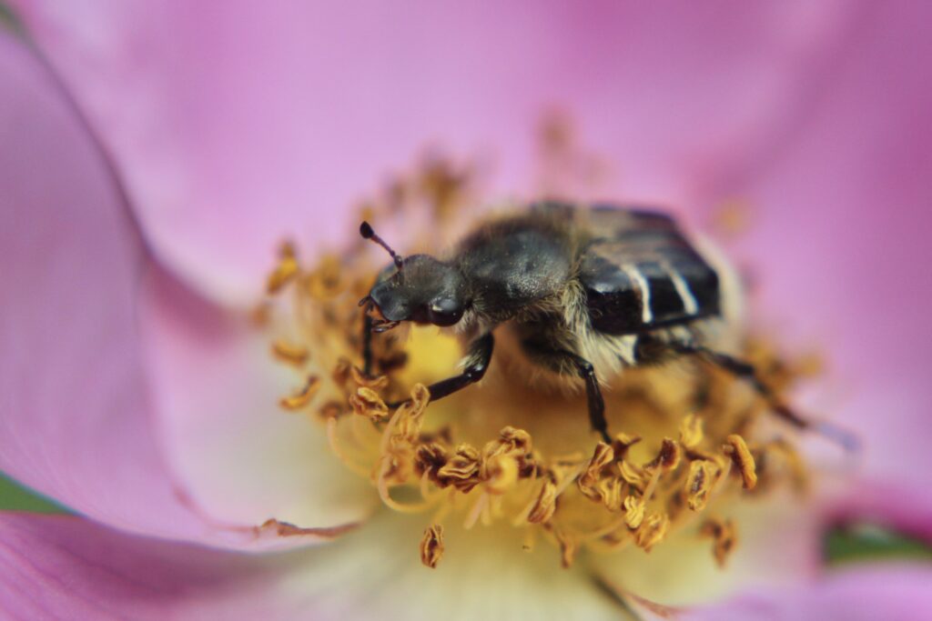 Pollinator Highlights at the Wild Gardens of Acadia - Friends of Acadia