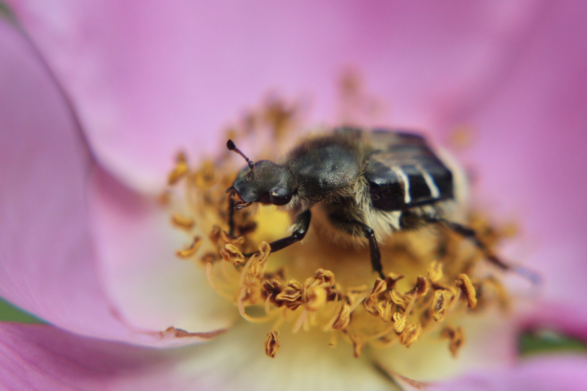 Pollinator Highlights at the Wild Gardens of Acadia - Friends of Acadia