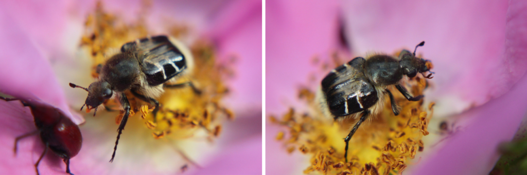 Pollinator Highlights at the Wild Gardens of Acadia - Friends of Acadia