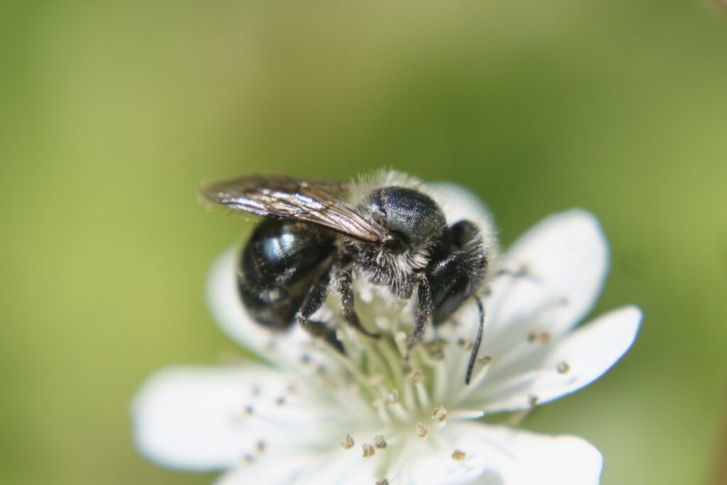 Pollinator Highlights at the Wild Gardens of Acadia - Friends of Acadia