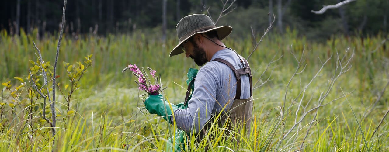 Invasive Plant Removal at Acadia National Park