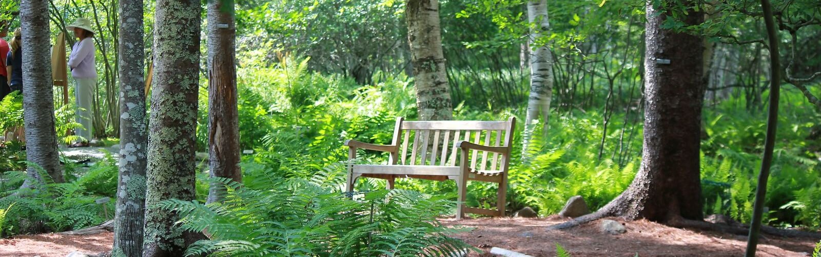 Wild Gardens of Acadia | Native Plants at Acadia