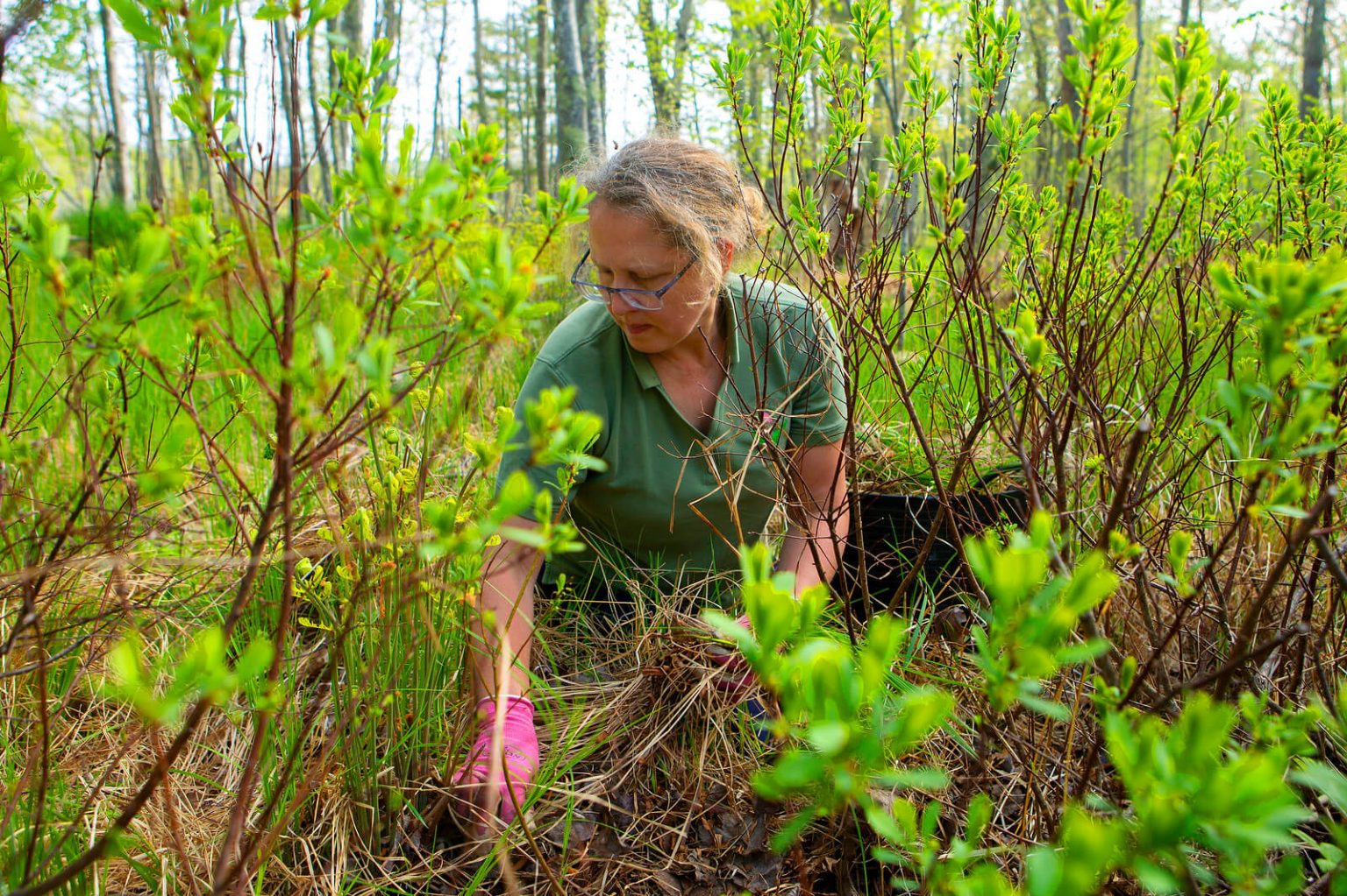 Wild Gardens of Acadia | Native Plants at Acadia