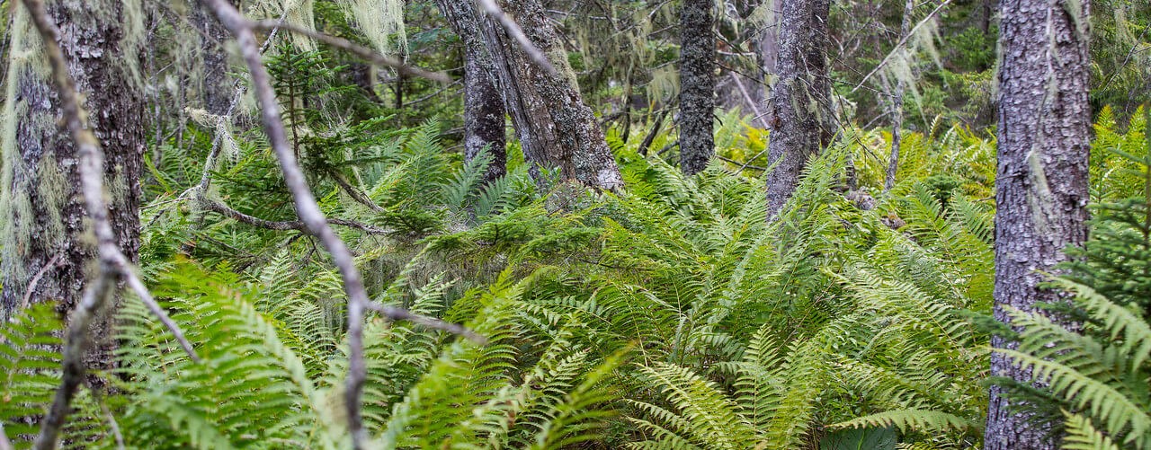 Fern Guide - Friends of Acadia