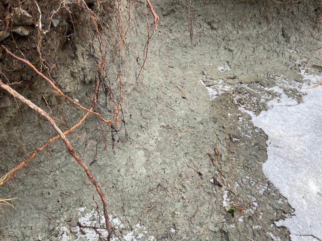 Dec. Storm Exposes Old Fence, Ice Age Clay at Sand Beach - Friends of ...