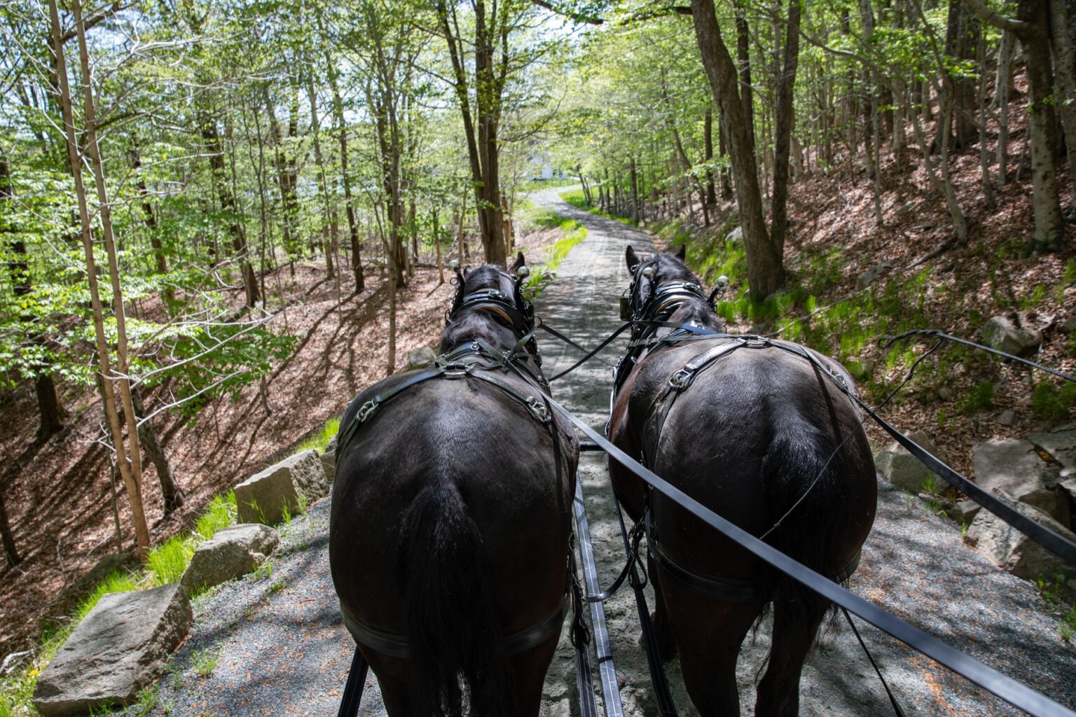 Carriage Rides for Wheelchair Travelers + Online Reservations at ...